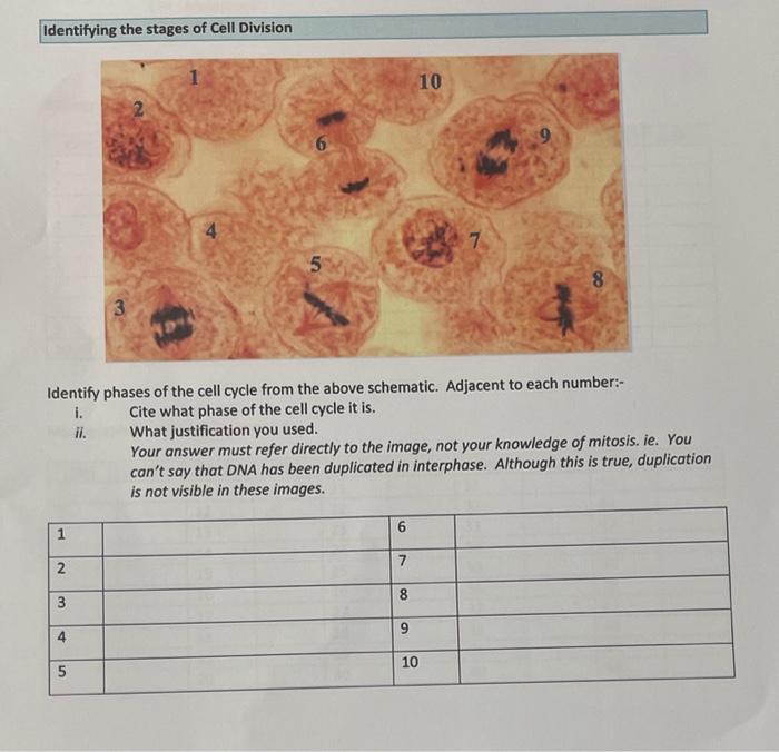 Identify phases of the cell cycle from the above | Chegg.com