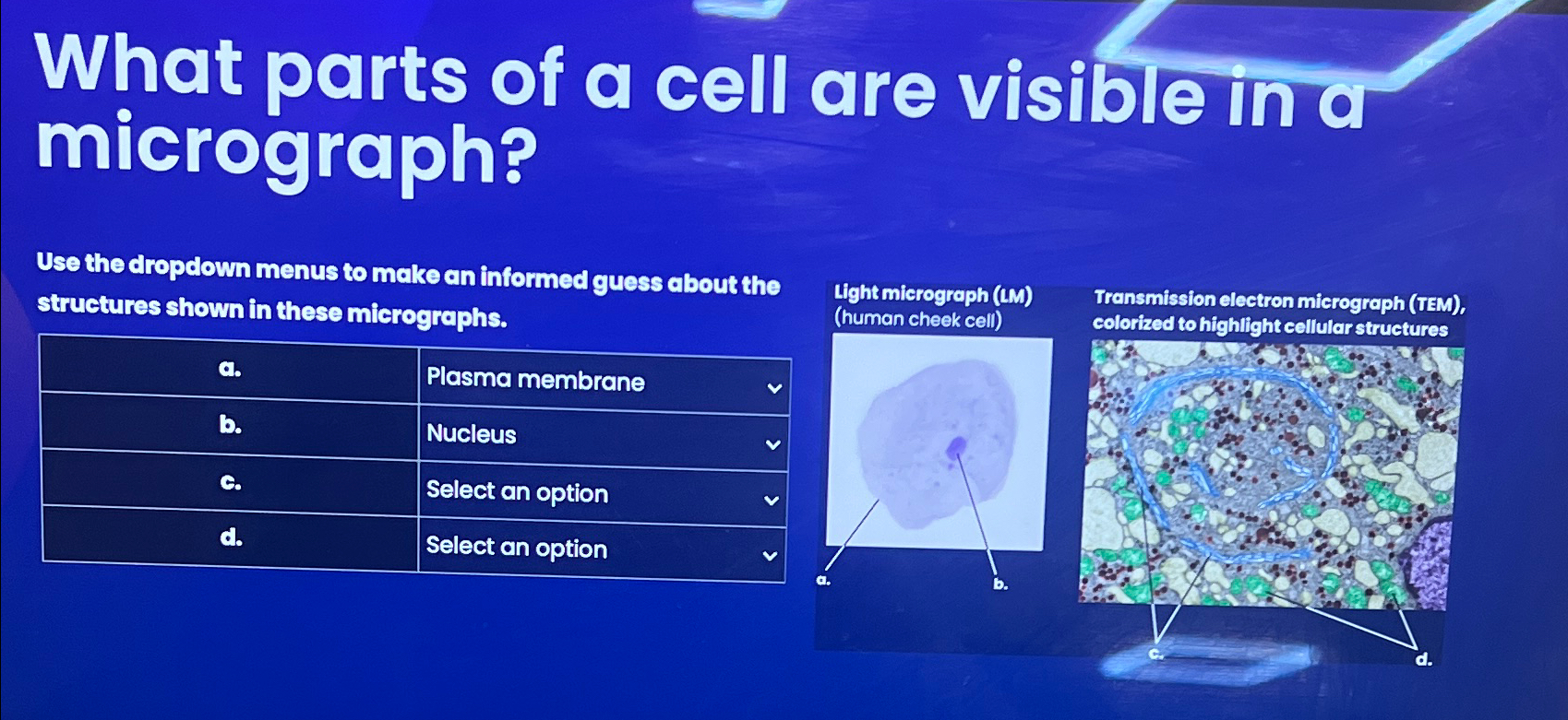 Solved What parts of a cell are visible in 0 ﻿micrograph? | Chegg.com