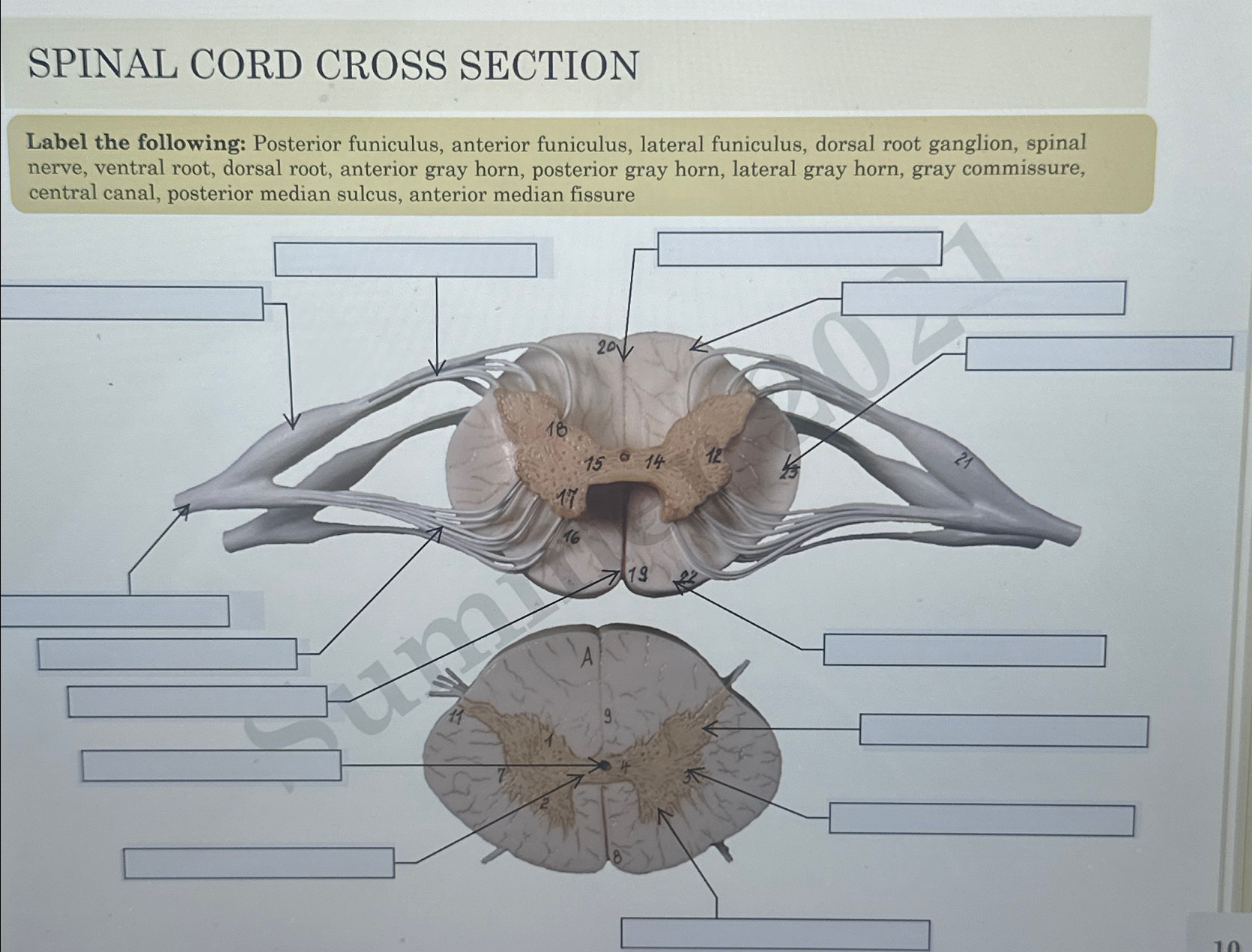 Solved SPINAL CORD CROSS SECTIONLabel the following: | Chegg.com