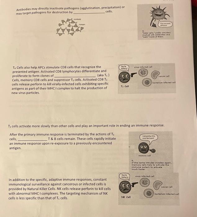Solved Antibodies may directly inactivate pathogens | Chegg.com