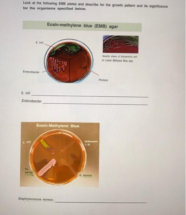 Solved Look at the following EMB plates and describe for the | Chegg.com