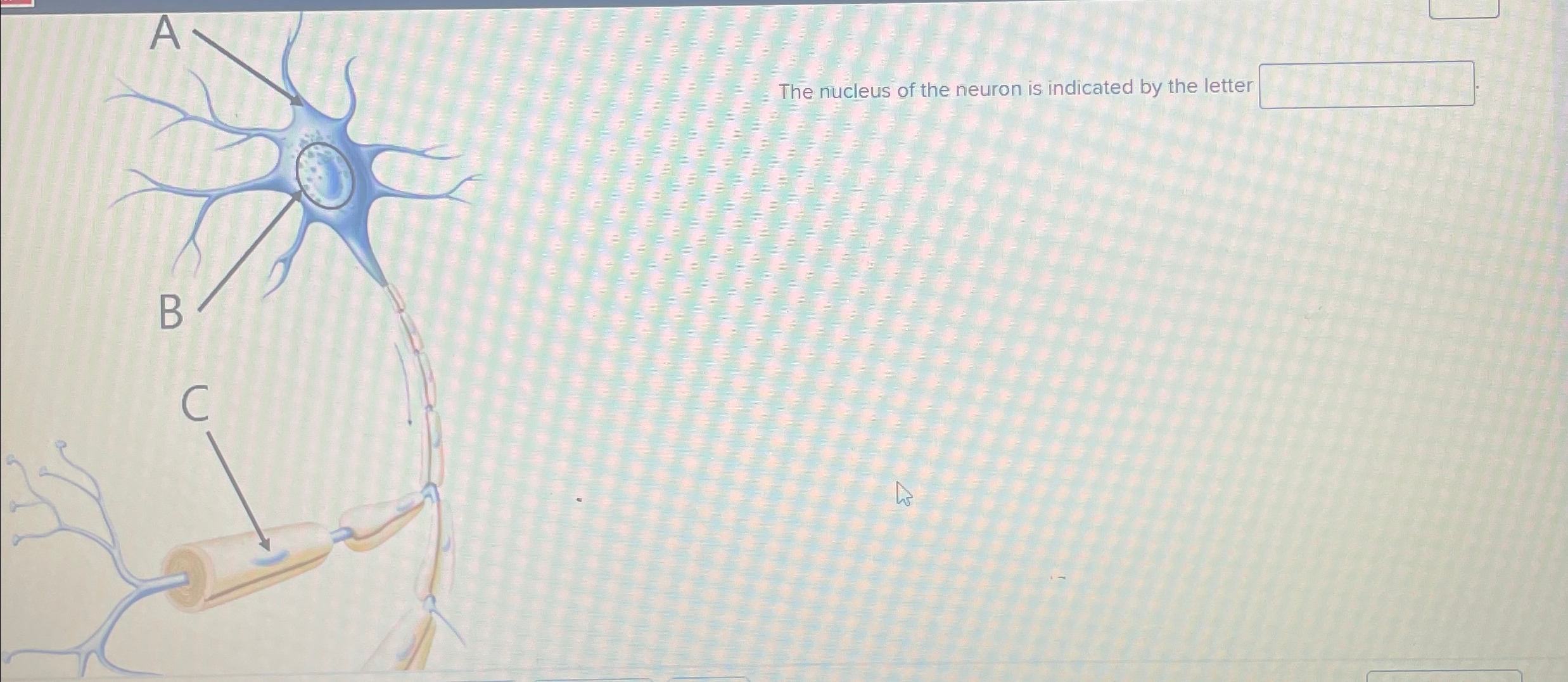Solved The nucleus of the neuron is indicated by the letter | Chegg.com