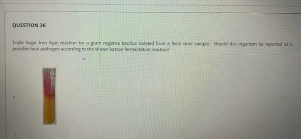 Solved QUESTION 36 Triple Sugar Iron Agar reaction for a | Chegg.com