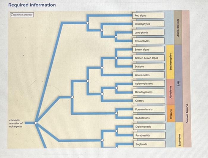 Required information The evolutionary relationships | Chegg.com