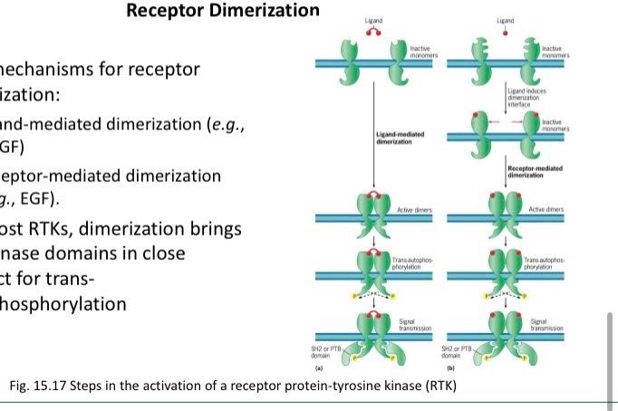 Receptor Dimerizat lechanisms for receptor ization: | Chegg.com