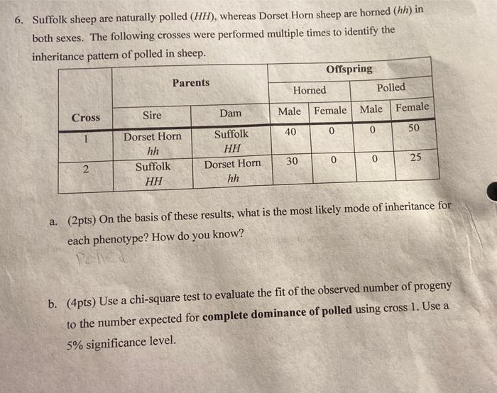 Solved Suffolk sheep are naturally polled (HH), whereas | Chegg.com