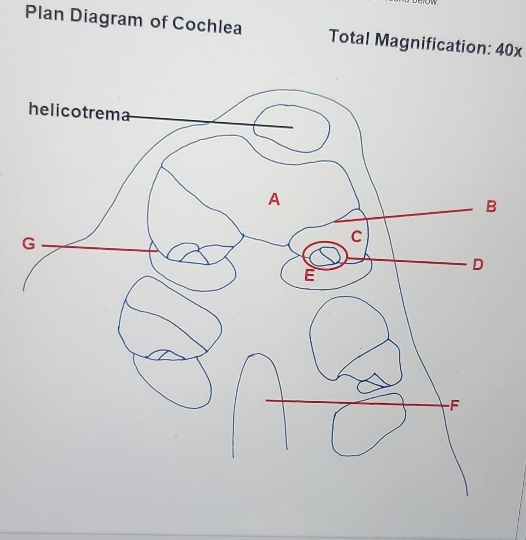 Solved Plan Diagram of Cochlea Total Magnification: 40x | Chegg.com