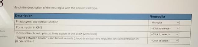 Solved Motch the description of the neurogla wim the correct | Chegg.com