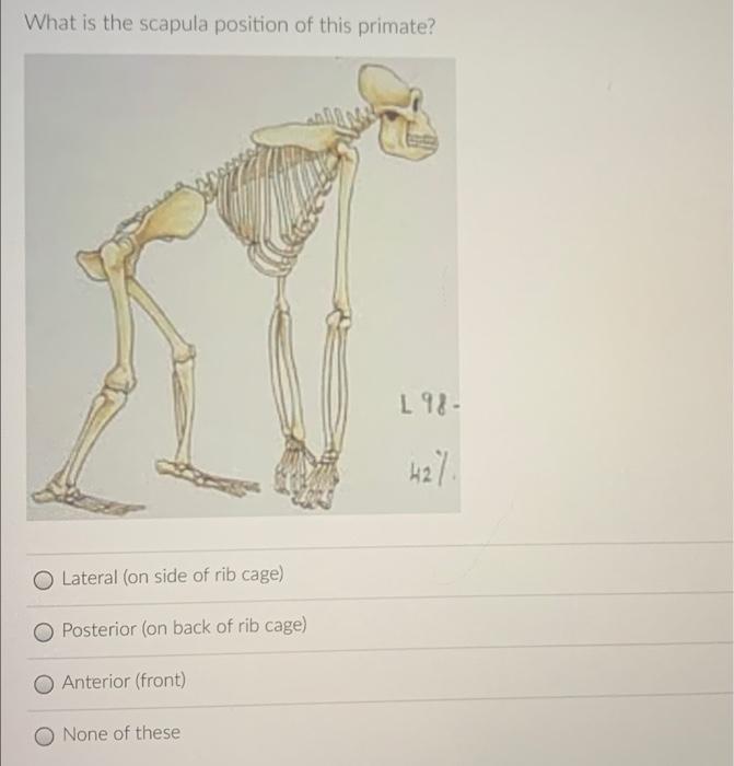 Using the image here, describe the scapula position. | Chegg.com