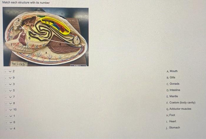 Solved Match each structure with its number ∨2 9 3 5 7 | Chegg.com