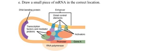 Solved e. Draw a small piece of mRNA in the correct | Chegg.com