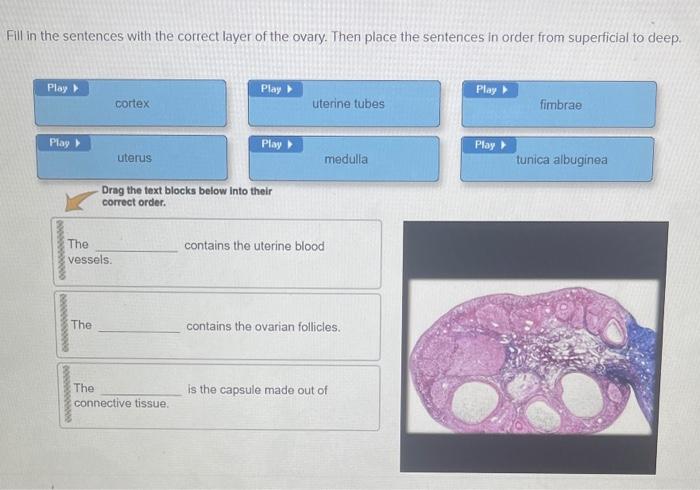 Solved Fill in the sentences with the correct layer of the | Chegg.com