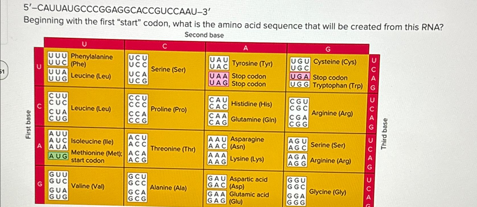 Solved 5'-CAUUAUGCCCGGAGGCACCGUCCAAU-3'Beginning with the | Chegg.com