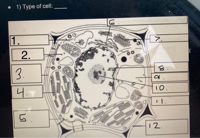 Solved 1) Cell type:3) Cell type:a1) Type of cell: 1. 7 . 2. | Chegg.com