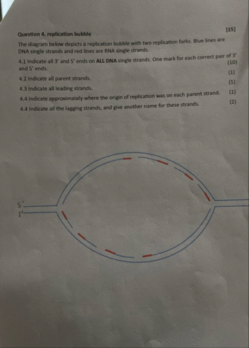 Solved Question 4, ﻿replication bubble[15]The diagram below | Chegg.com