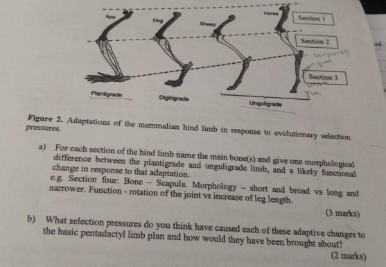 Solved Hone Deg Section 2 Section 3 Plantigrade Digitigrade | Chegg.com