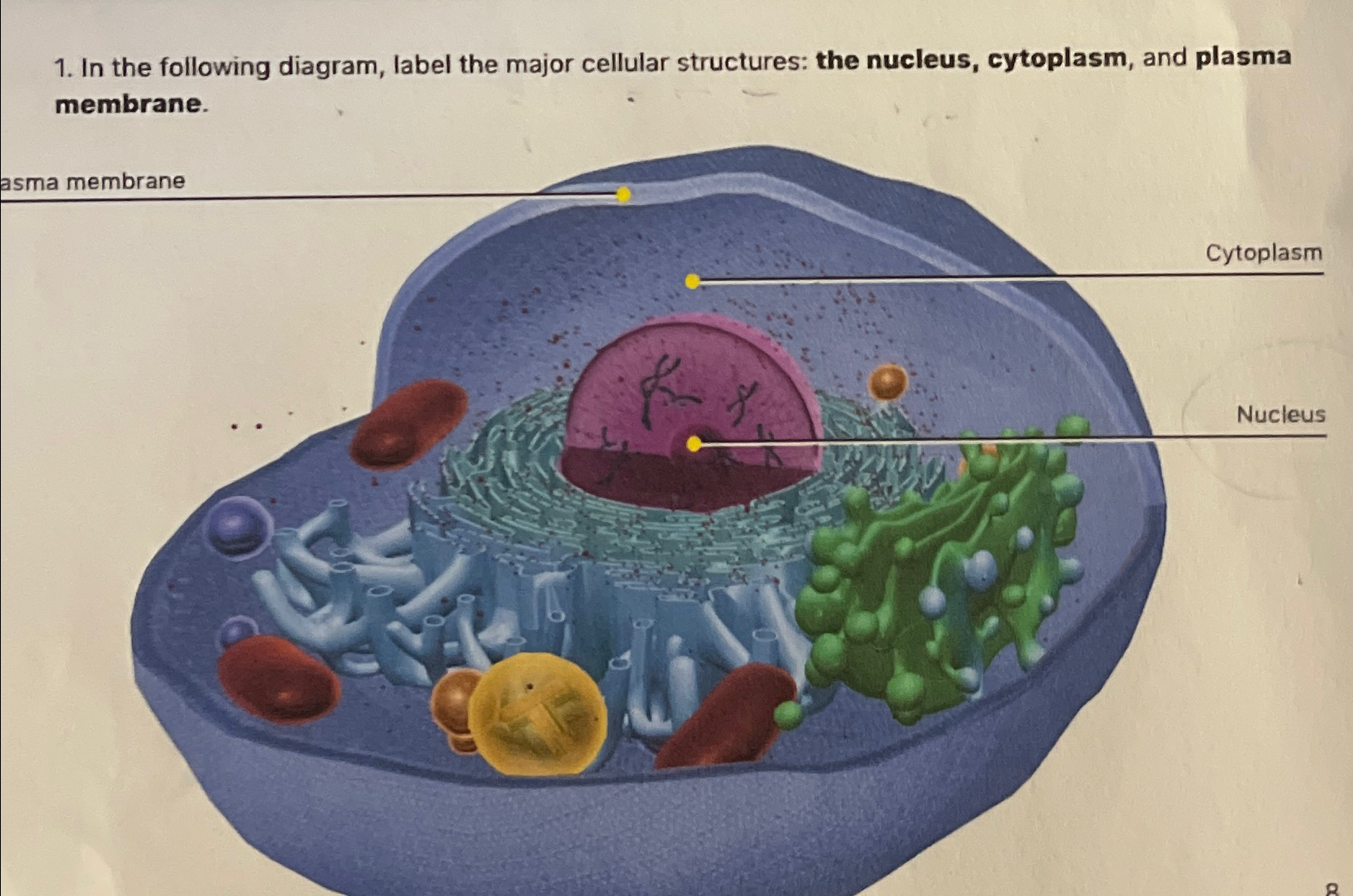 Solved In the following diagram, label the major cellular | Chegg.com