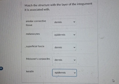 Solved Match the structure with the layer of the integument | Chegg.com