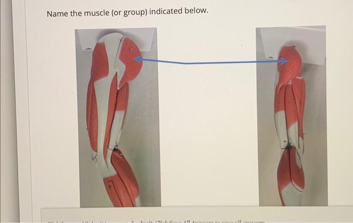 Solved Name the muscle (or group) indicated below. | Chegg.com