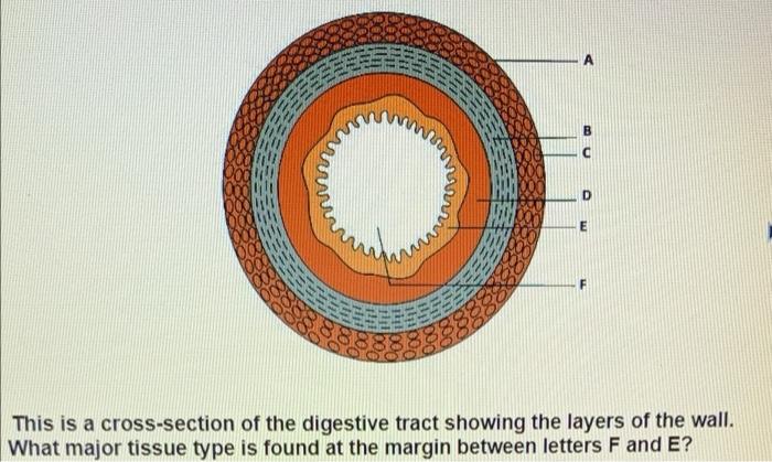 Solved D E Jogi This is a cross-section of the digestive | Chegg.com