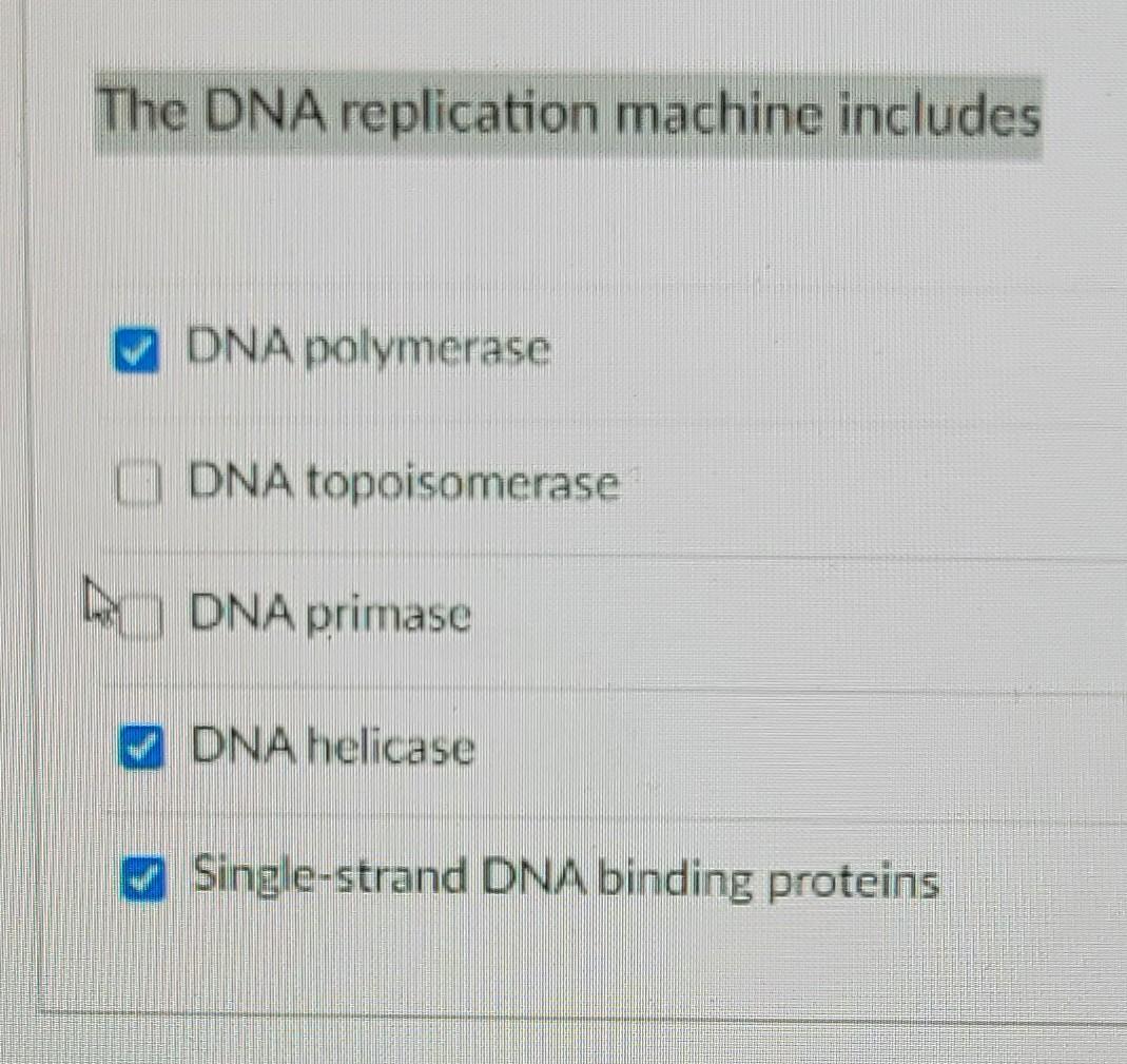 Solved The DNA replication machine includes DNA polymerase | Chegg.com