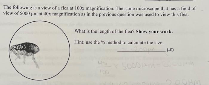 Solved The following is a view of a flea at 100x | Chegg.com