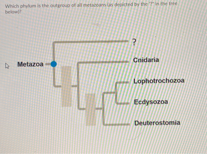 Solved Which phylum is the outgroup of all metazoans (as | Chegg.com