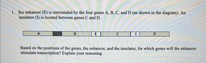 Solved An enhancer (E) is surrounded by the four genes A, B, | Chegg.com
