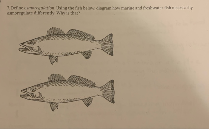 Solved 7. Define osmoregulation. Using the fish below, | Chegg.com