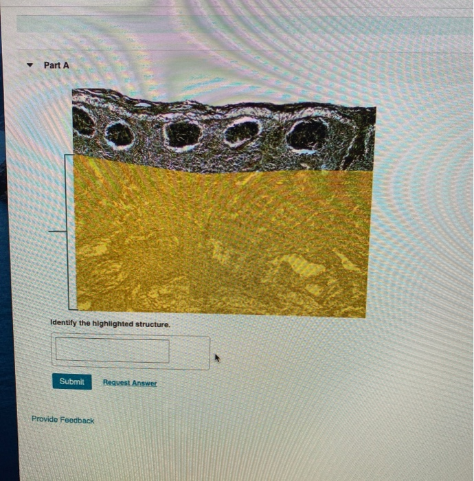 Solved Part A Identify the highlighted structure. Submit | Chegg.com