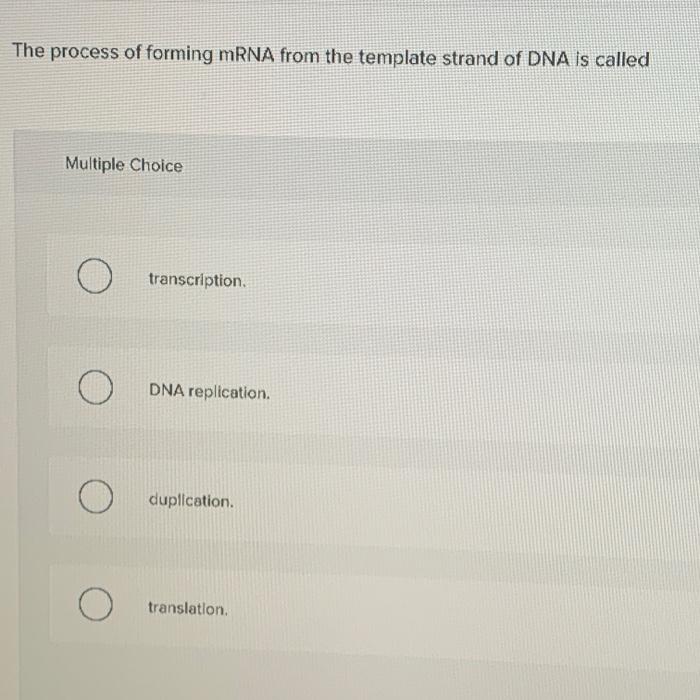 Solved The process of forming mRNA from the template strand | Chegg.com