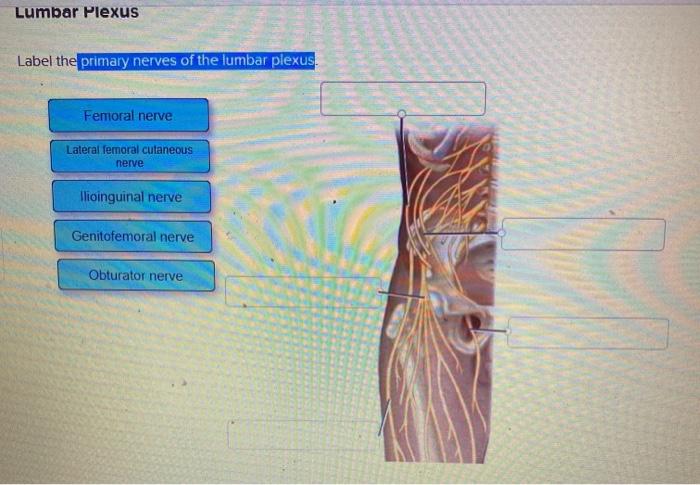 Solved Lumbar Plexus Label the primary nerves of the lumbar | Chegg.com