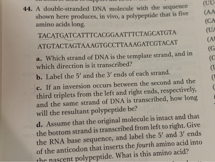 Solved UUUUUUUUUUUUUUPPO 1 (UU (AA (CA 44. A double-stranded | Chegg.com