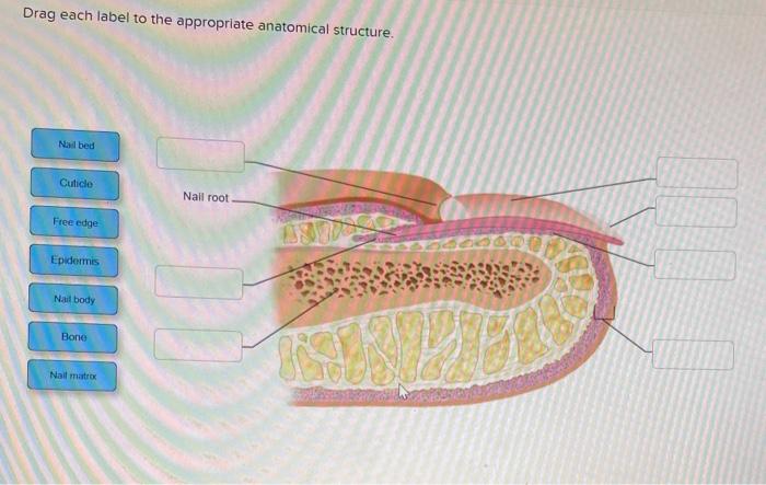 Solved Drag each label to the appropriate anatomical | Chegg.com