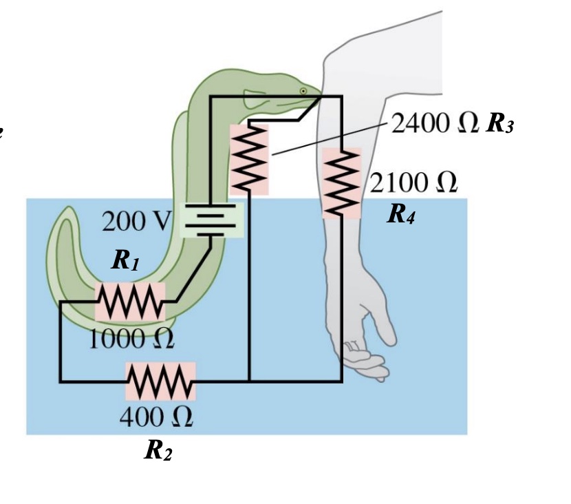Solved Electric eels are known to lift their heads out of | Chegg.com
