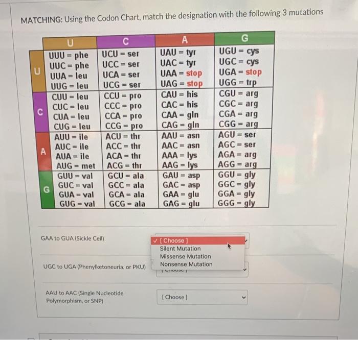 Solved MATCHING: Using the Codon Chart, match the | Chegg.com
