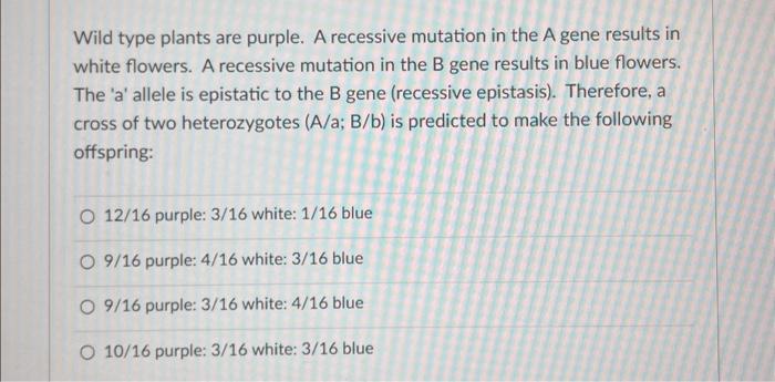 Solved Wild type plants are purple. A recessive mutation in | Chegg.com