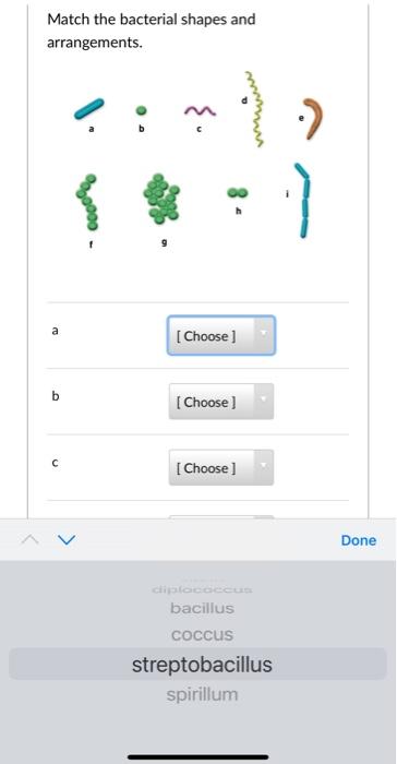 Solved Match the bacterial shapes and arrangements. . 000 a | Chegg.com