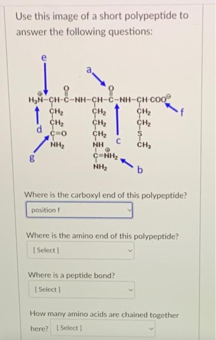 Solved Use this image of a short polypeptide to answer the | Chegg.com