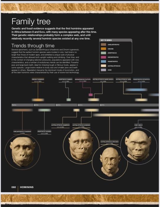 Hominin Family Tree Fill-in Exercise & Final Hominin | Chegg.com