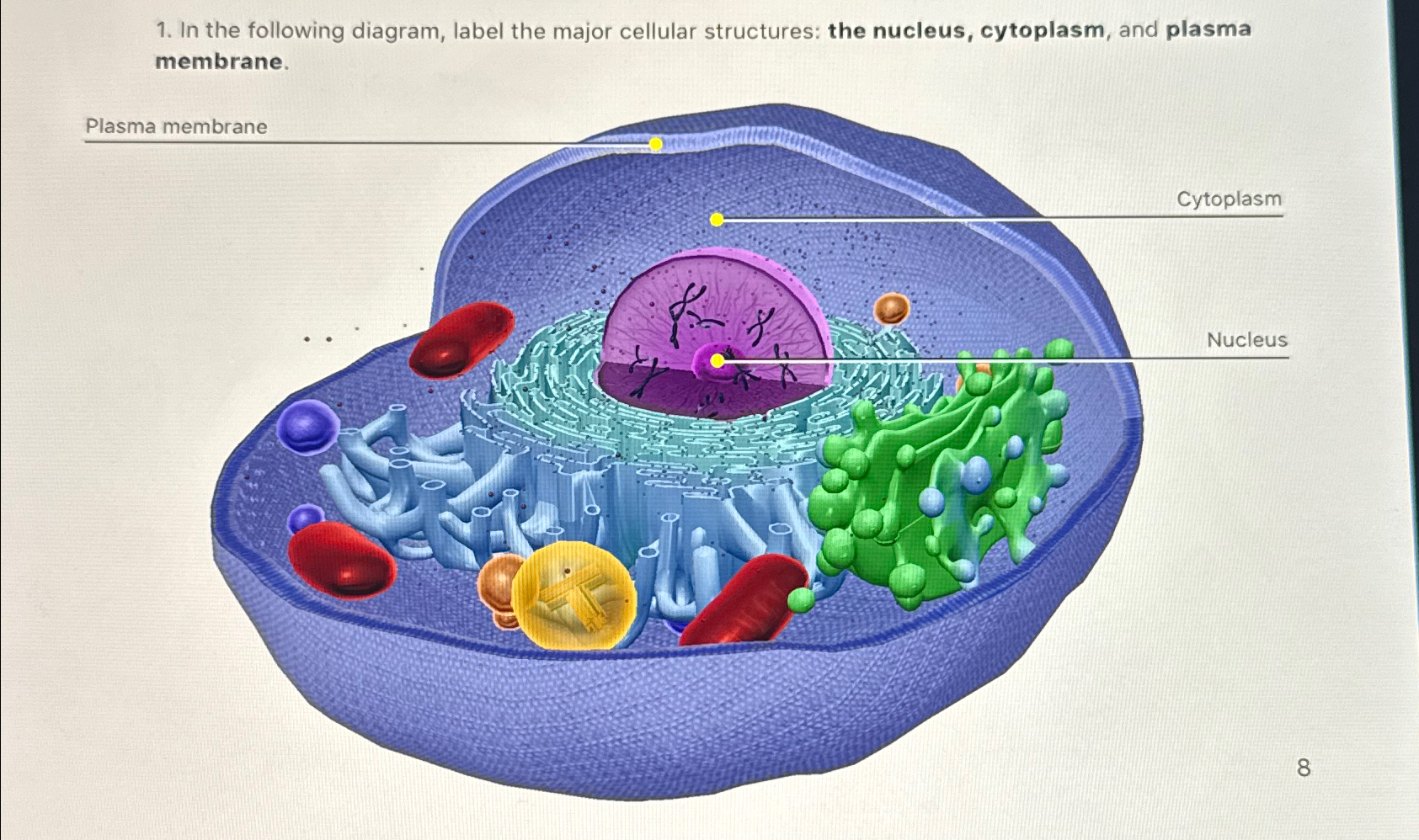Solved In the following diagram, label the major cellular | Chegg.com