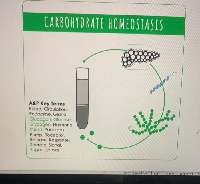 CARBOHYDRATE HOMEOSTASIS w A&P Key Terms Blood. | Chegg.com
