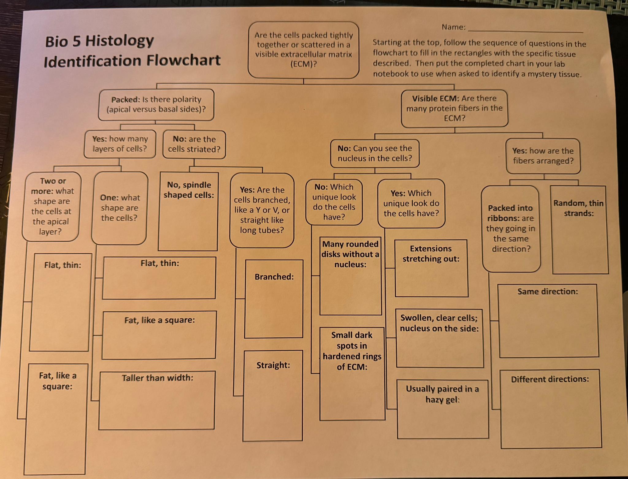 Solved Bio 5 ﻿HistologyIdentification FlowchartAre the cells | Chegg.com