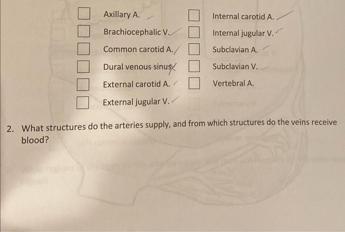 Solved Axillary A. Internal carotid A. Brachiocephalic V. | Chegg.com
