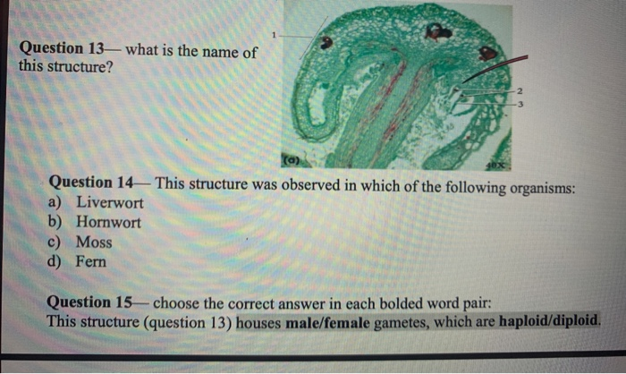 Solved the archegonial receptacle/ archegonial head (female) | Chegg.com