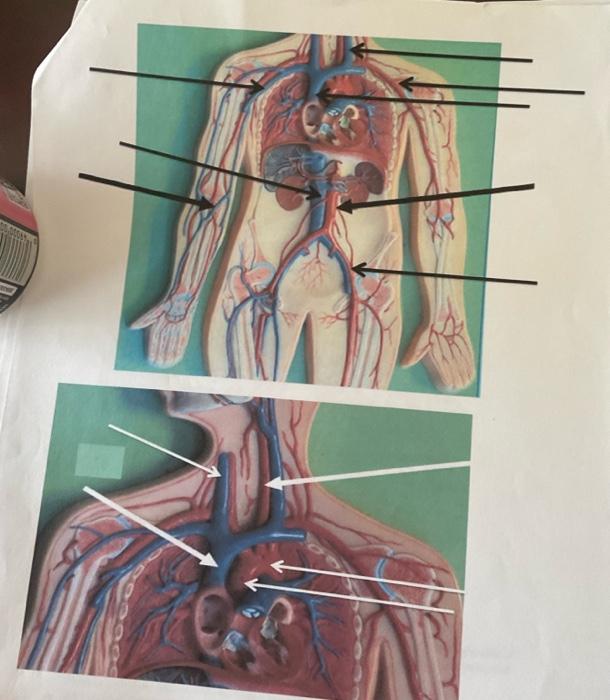 Solved please label the circulatory system | Chegg.com