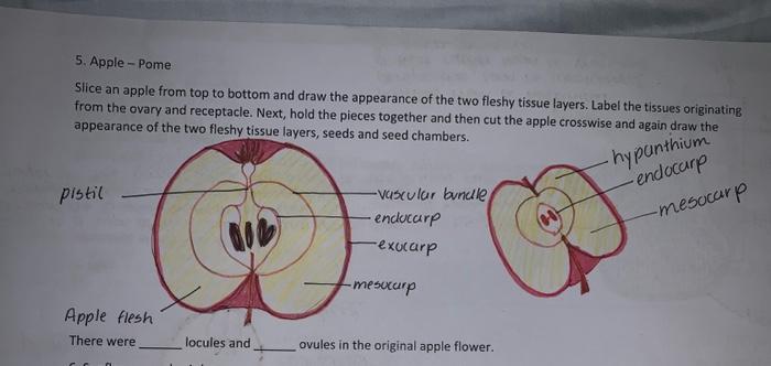 Solved 5. Apple-Pome Slice an apple from top to bottom and | Chegg.com