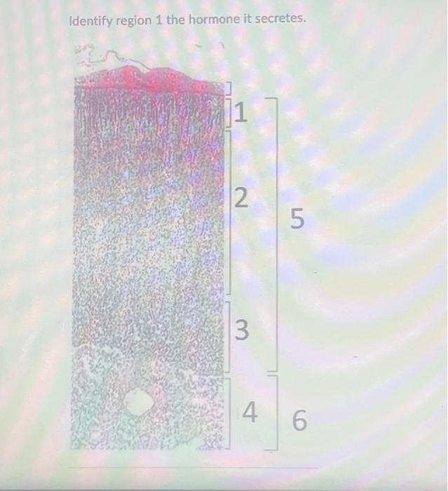 Identify region 1 the hormone it secretes. | Chegg.com Identify region 1 the hormone it secretes. | Chegg.com