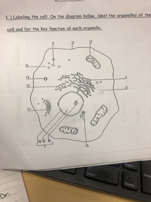 Solved 1.) Labeling the cell: On the diagram below, Iabel | Chegg.com