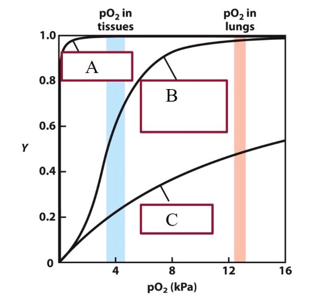 Solved po, in tissues pO2 in lungs B 12 16 8 pO2 (kPa) | Chegg.com